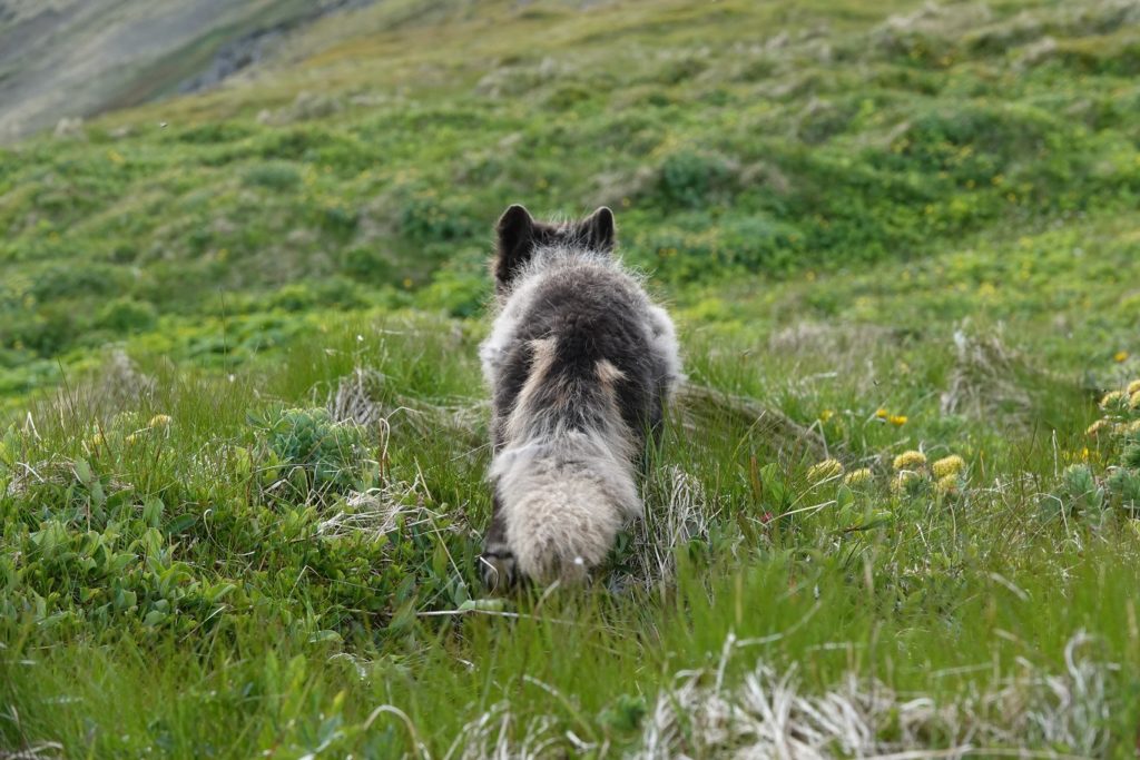 Photos – Melrakkasetur Íslands